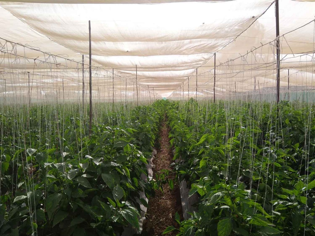 Agro Shade Nets | Kalaharishadenet